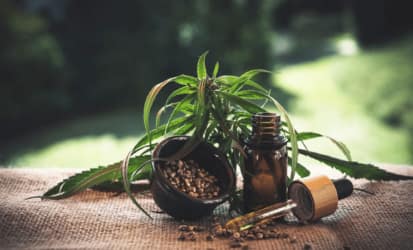 How Can You Use CBD Dominant Weed Strains? - Life in lines